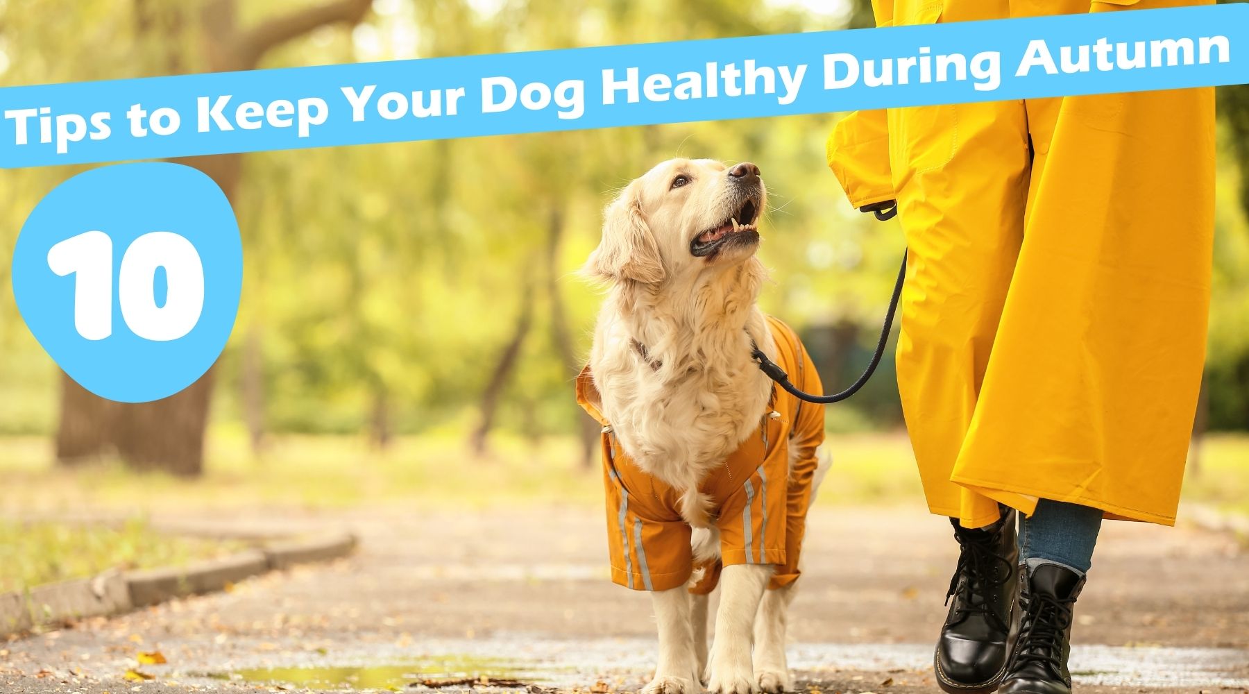10 Tips to Keep Your Dog Healthy During Autumn – muddaddy.co.uk