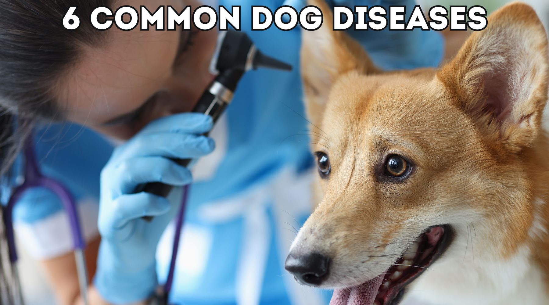 6 Common Dog Diseases: Prevention and Awareness – muddaddy.co.uk