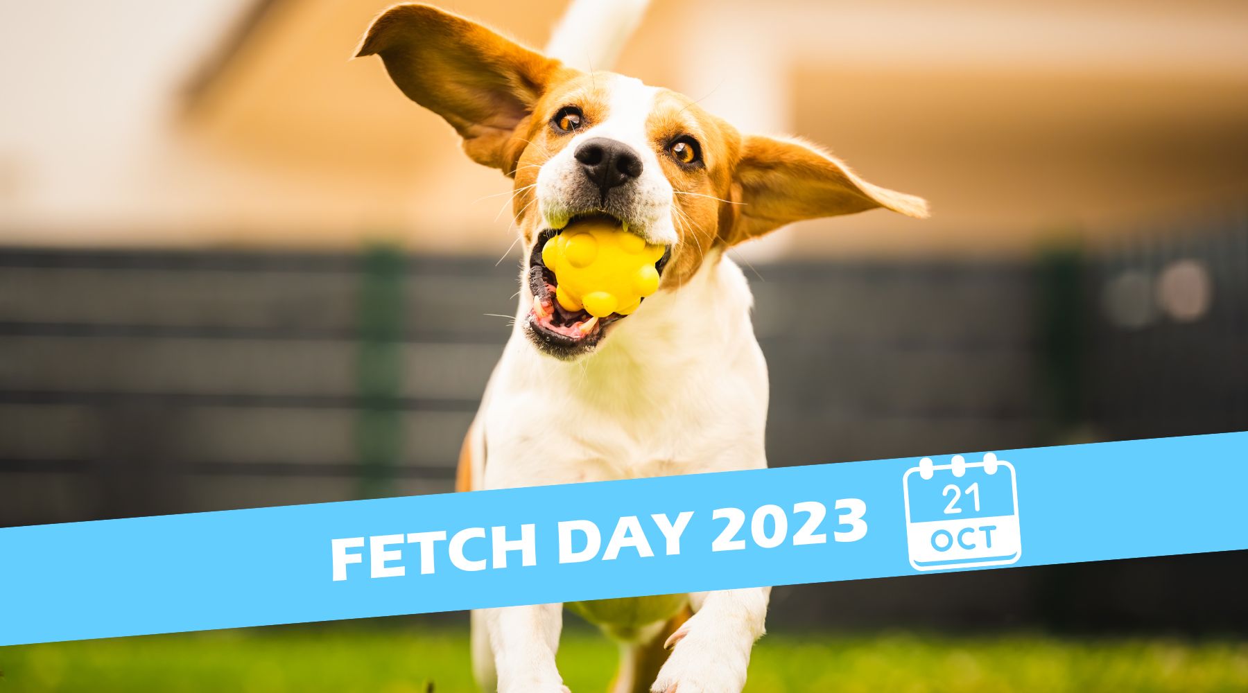 Unleash the Fun: Celebrating Fetch Day with Your Furry Mate – muddaddy ...