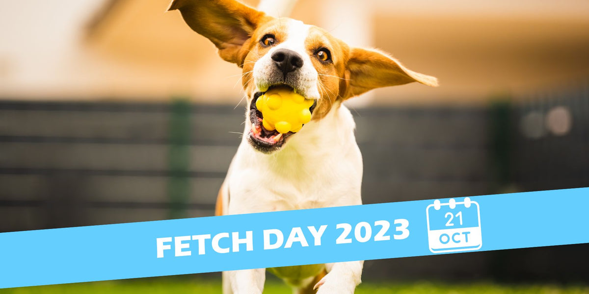 Unleash the Fun: Celebrating Fetch Day with Your Furry Mate — muddaddy ...