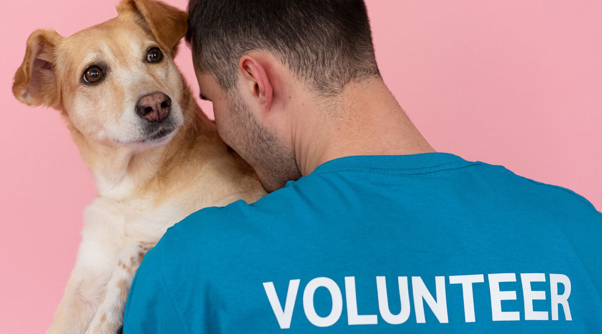 Embracing Unconditional Love: The Joy of Volunteering with Dogs ...