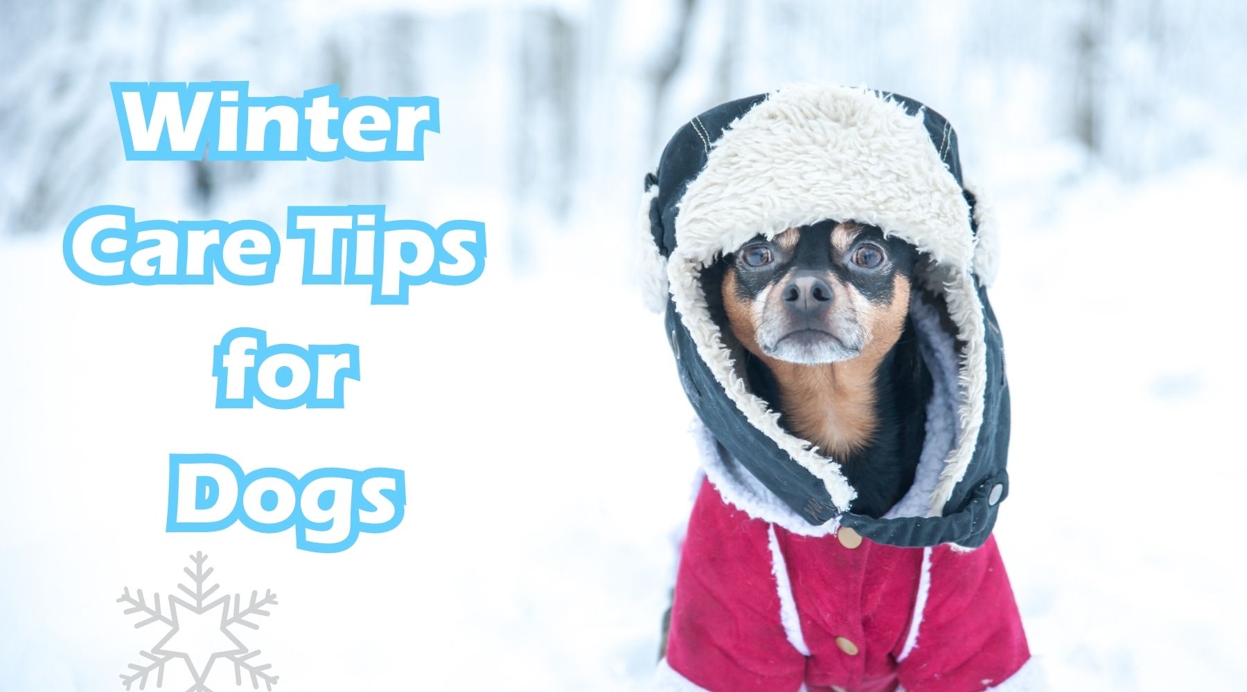 Winter Care Tips for Dogs – muddaddy.co.uk