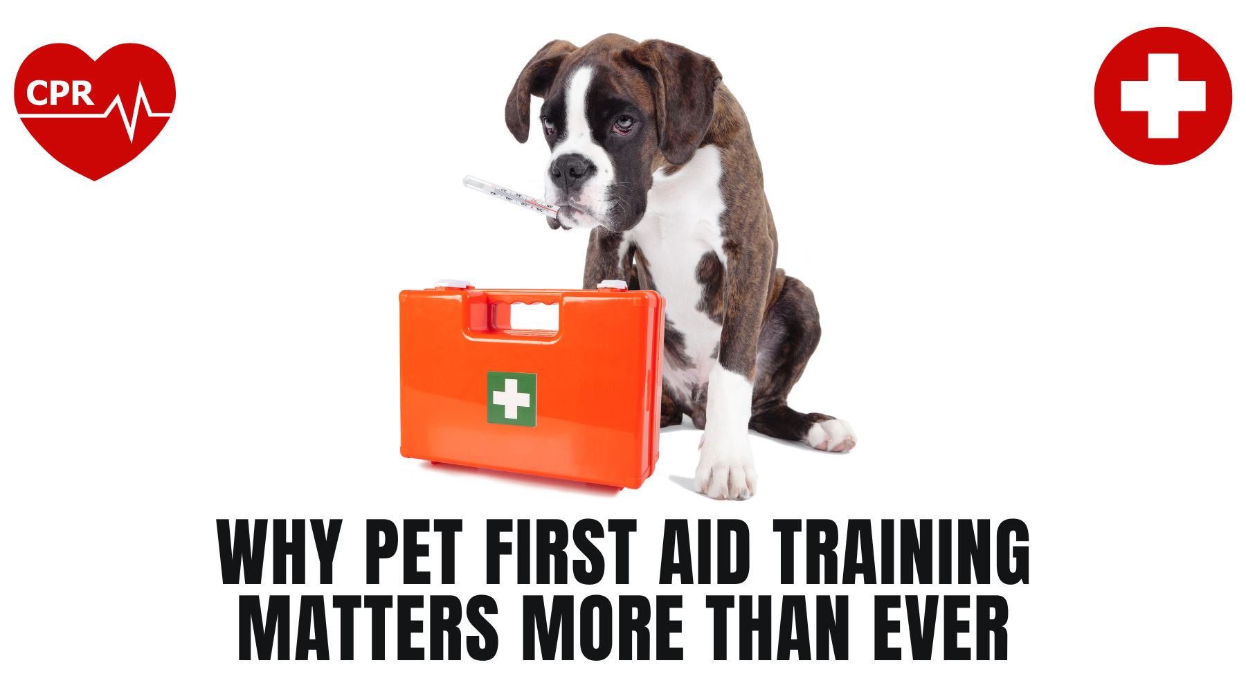 Why Pet First Aid Training Matters More Than Ever – muddaddy.co.uk