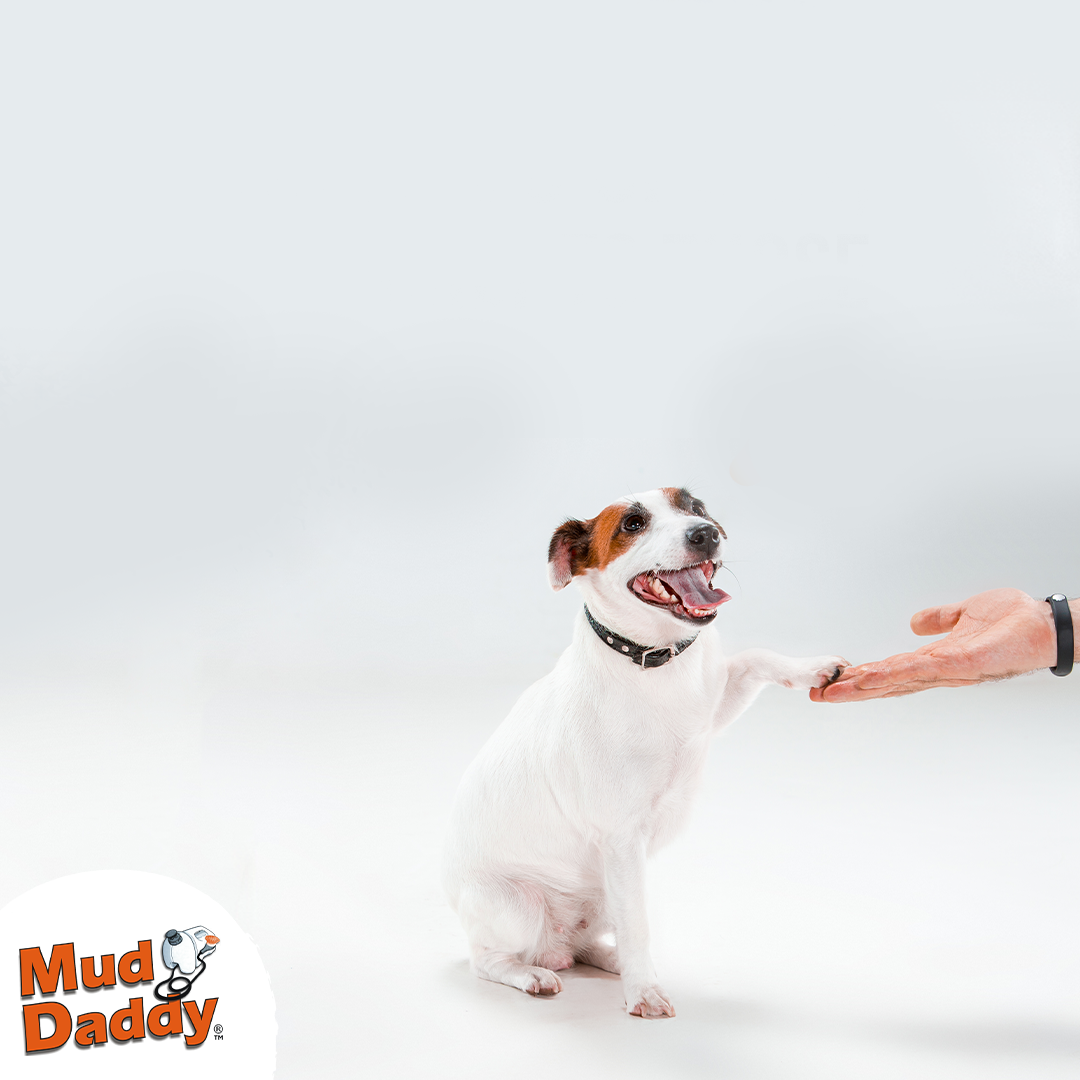The ultimate guide to dominance in dog training – muddaddy.co.uk