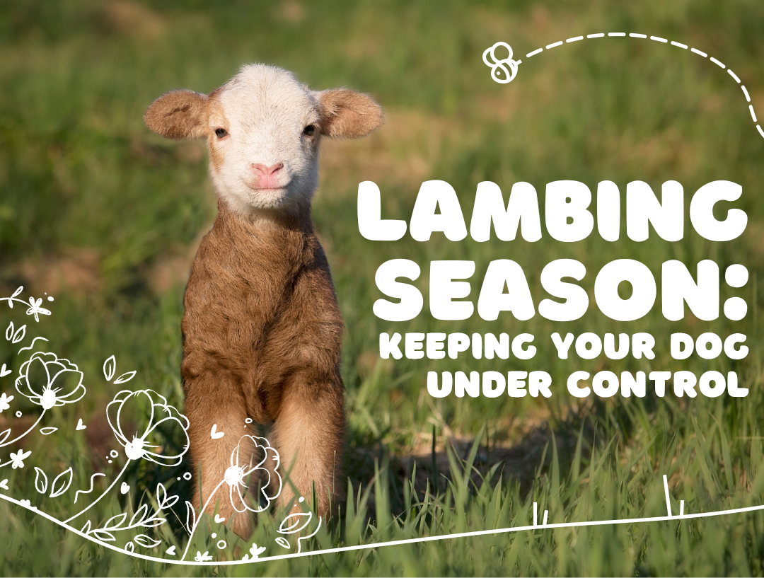 Lambing Season: Keeping your dog under control – muddaddy.co.uk