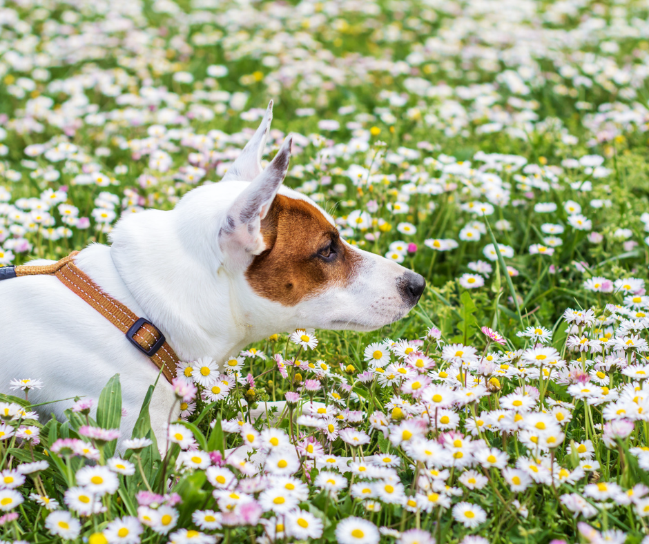 Toxic Plants for Dogs in Spring 💐 — muddaddy.co.uk