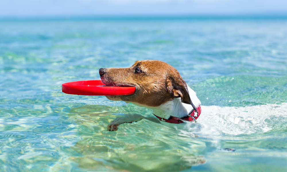 Water Intoxication: What you need to know — muddaddy.co.uk