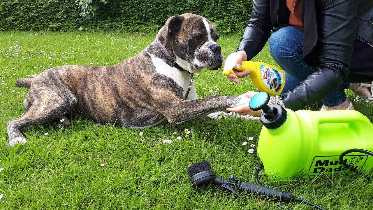 What do you need know about deadly dog virus `parvo`? "Dog mummy Info ...